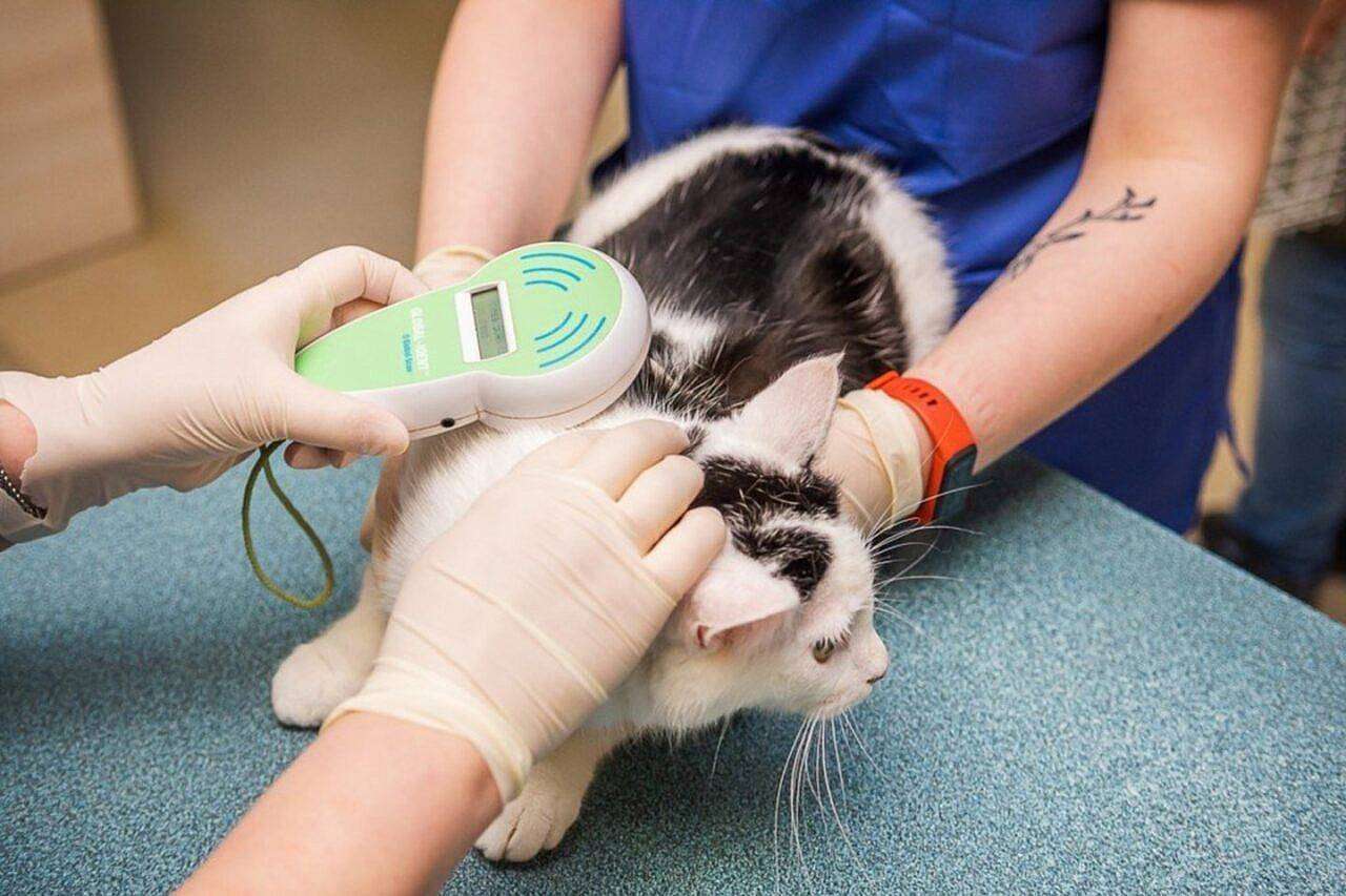 Informacija socialiai remtiniems gyvūnų augintojams bei gyvūnų ...